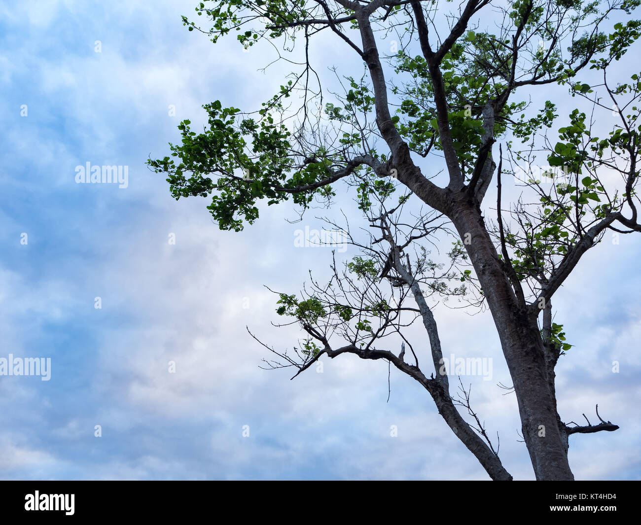 Beautiful tree and sky background Stock Photo - Alamy