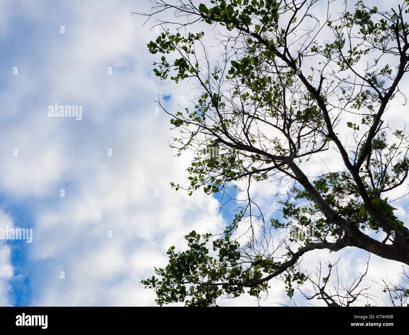 Tree and clearly sky background Stock Photo - Alamy