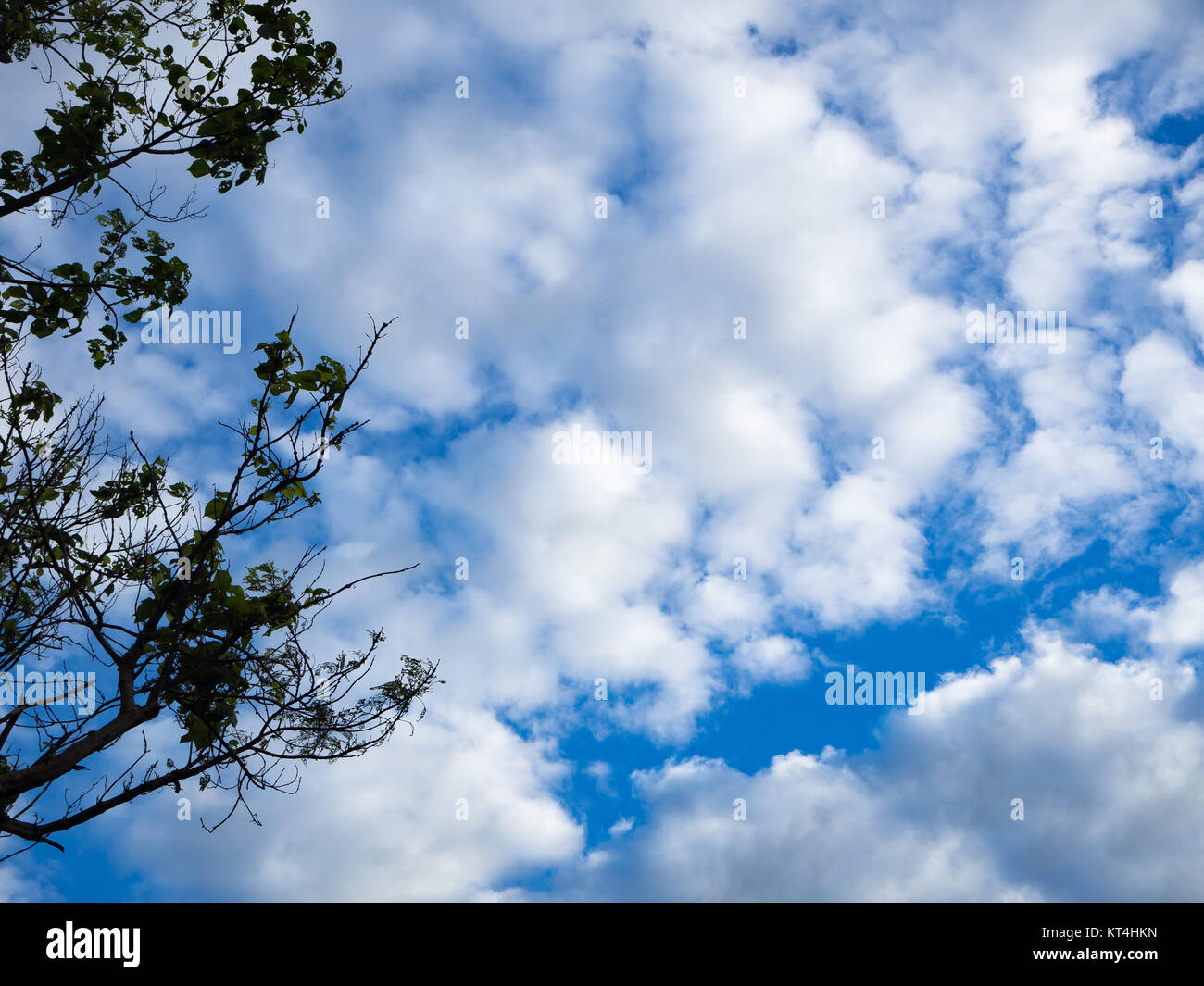 Beautiful tree and sky background Stock Photo - Alamy