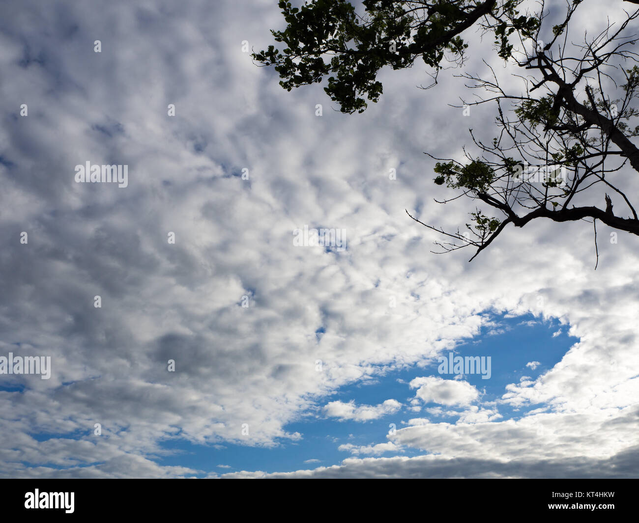 Beautiful tree and sky background Stock Photo - Alamy