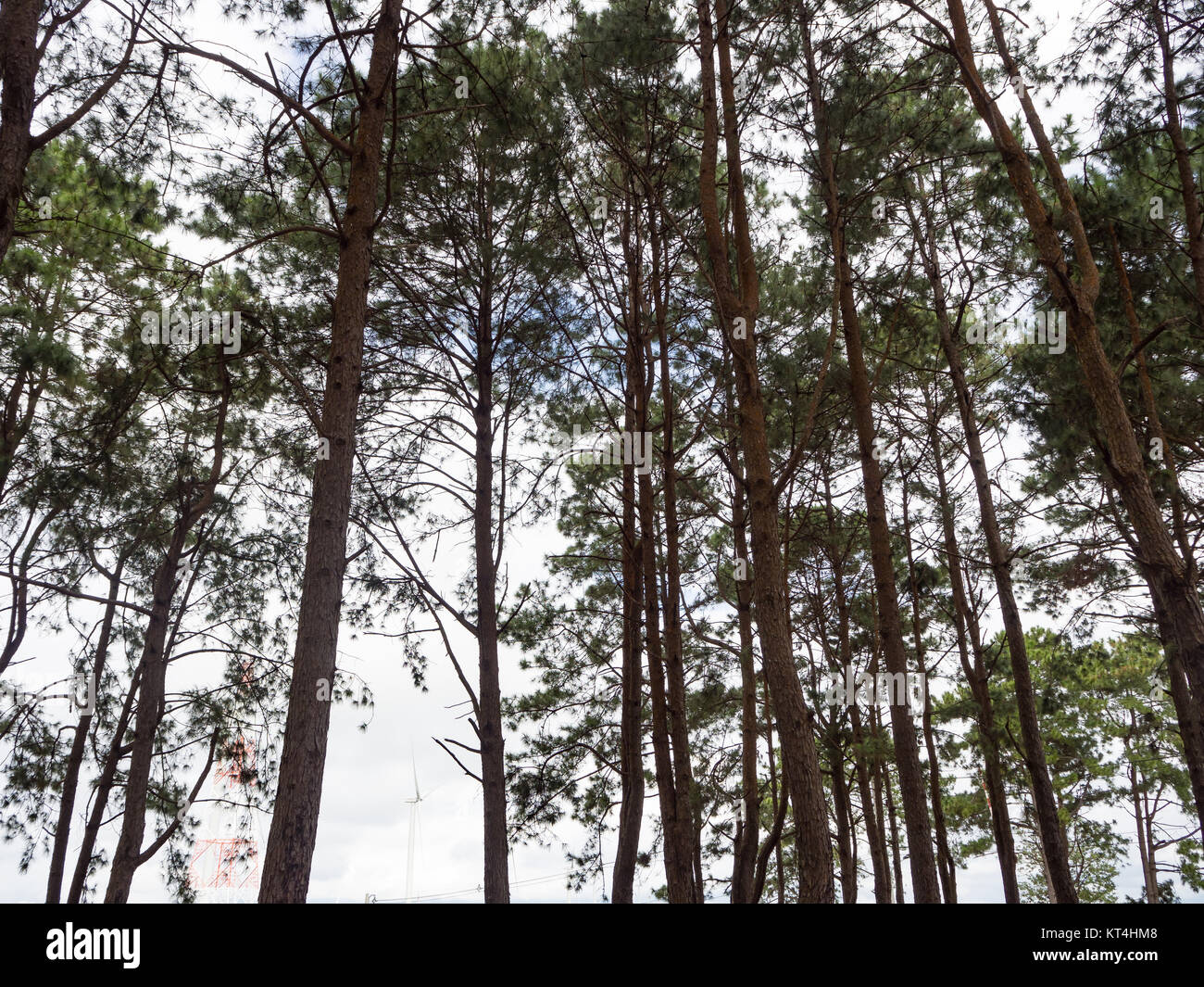 Pine tree and sky background Stock Photo - Alamy