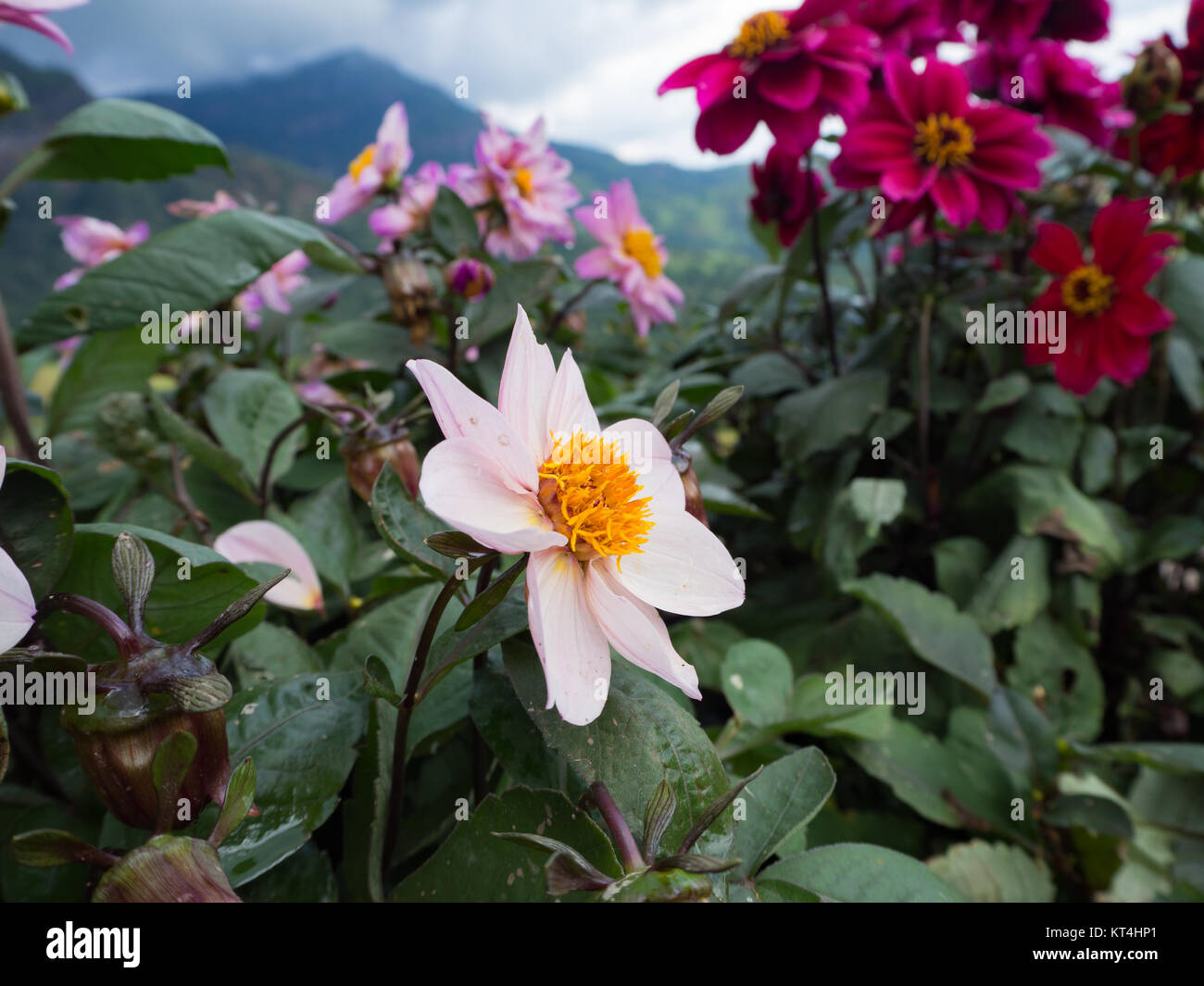 Beautiful red flower, mountain background Stock Photo - Alamy