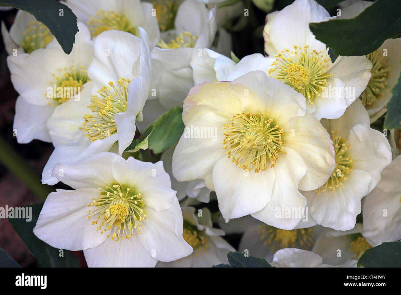 flowers of the snow-rose helleborus Stock Photo - Alamy