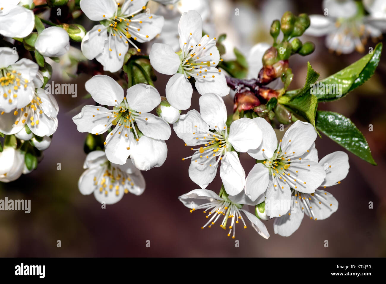 Cherry blossoms branch with white flowers Stock Photo - Alamy