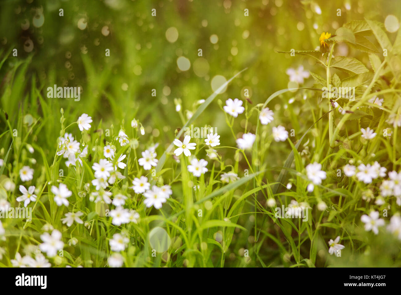 Spring grass and flowers blooming Stock Photo - Alamy