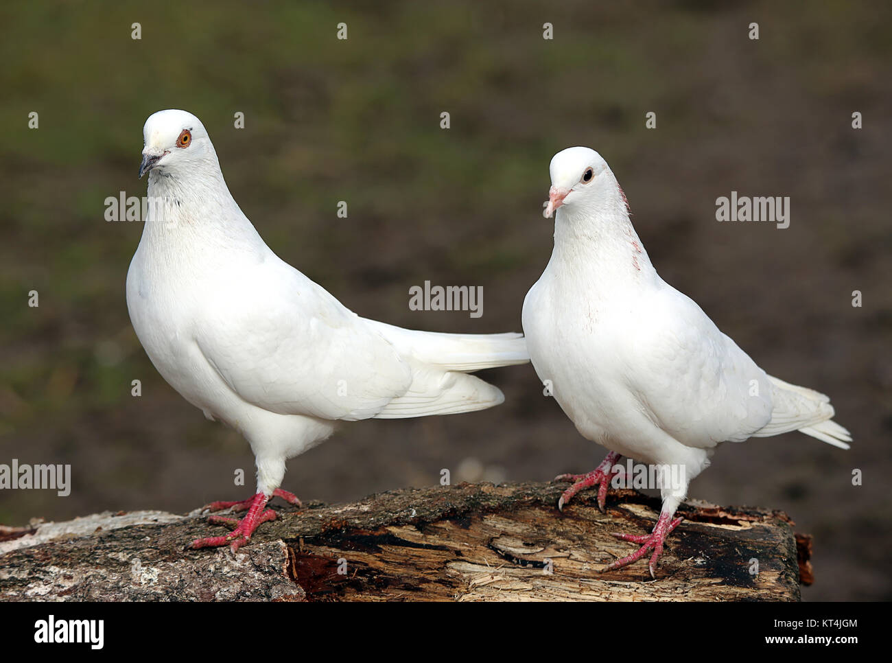 two white doves Stock Photo - Alamy