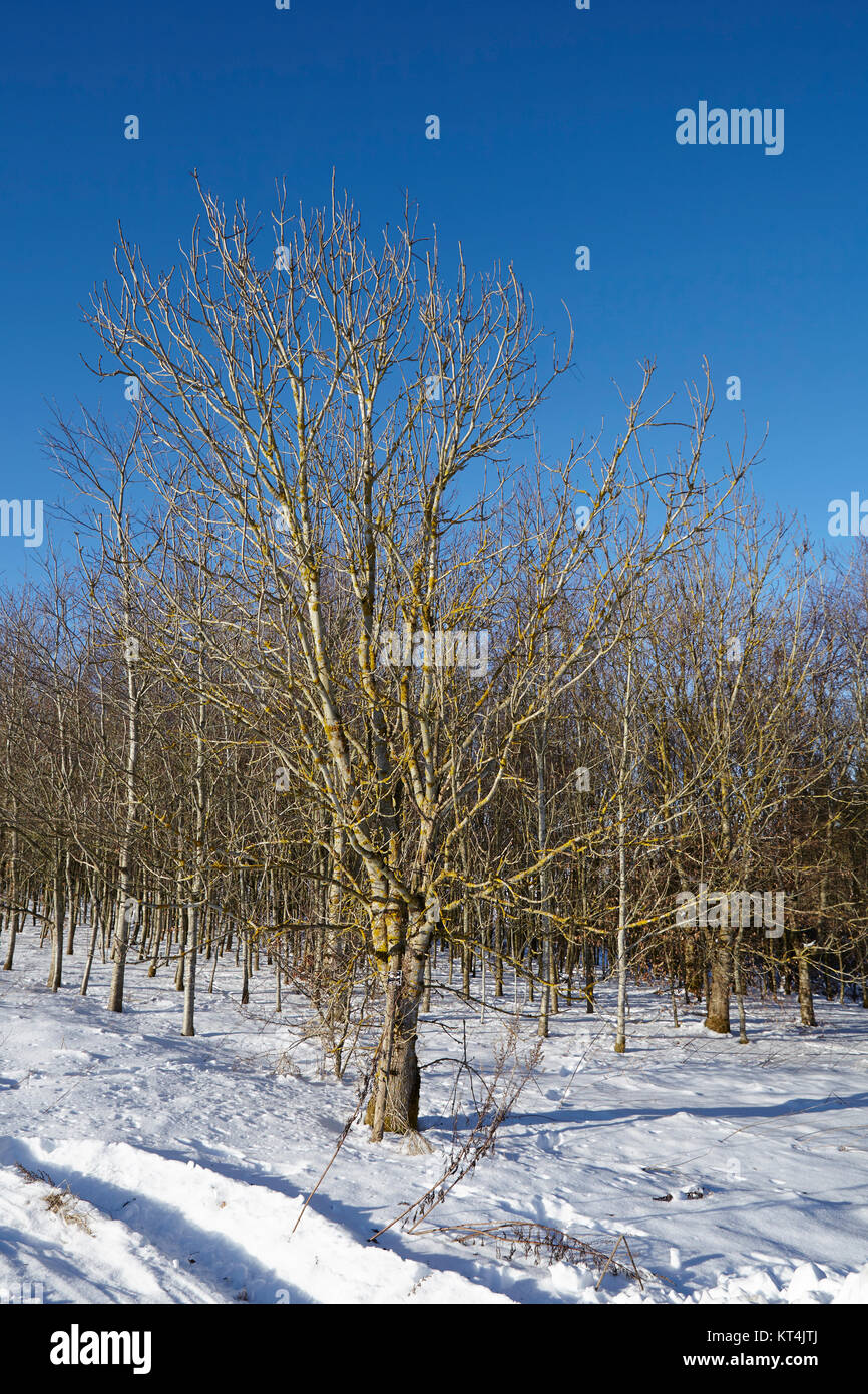 Bald trees stand into a snowscape at a sunny day with a bright blue sky ...