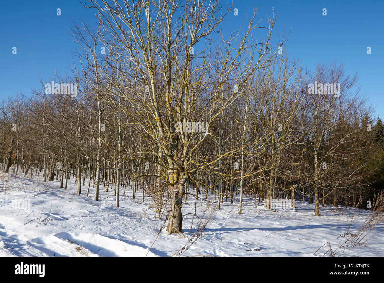 Bald trees stand into a snowscape at a sunny day with a bright blue sky ...