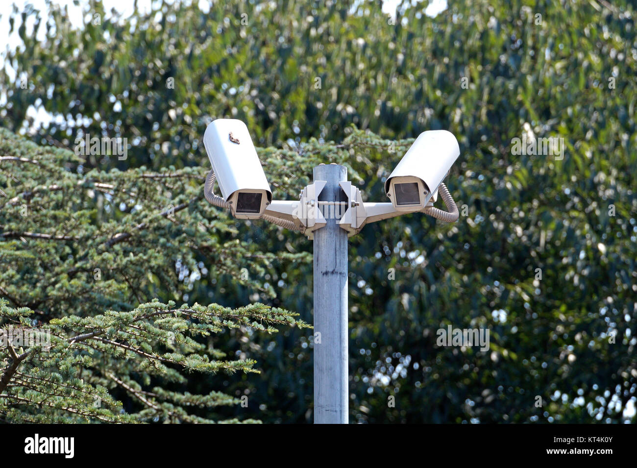 security surveillance camera near green forest Stock Photo - Alamy