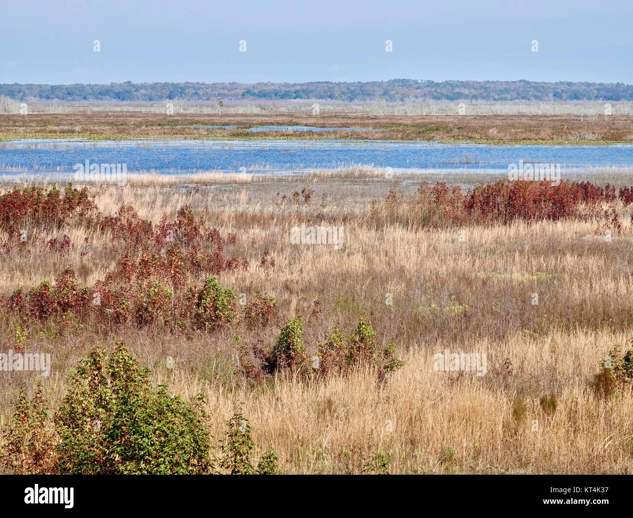 Paynes Prairie Preserve State Park, flat landscape with grasses and ...