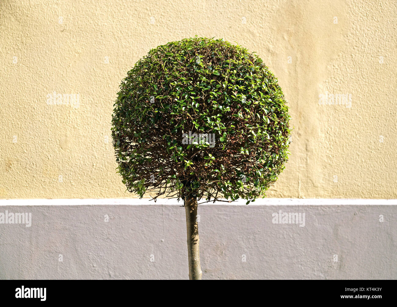 cute ball shaped tree isolated on wall background Stock Photo - Alamy