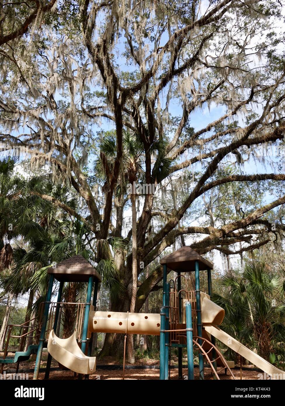 Live oak tree, Paynes Prairie Preserve State Park, Micanopy, Florida ...