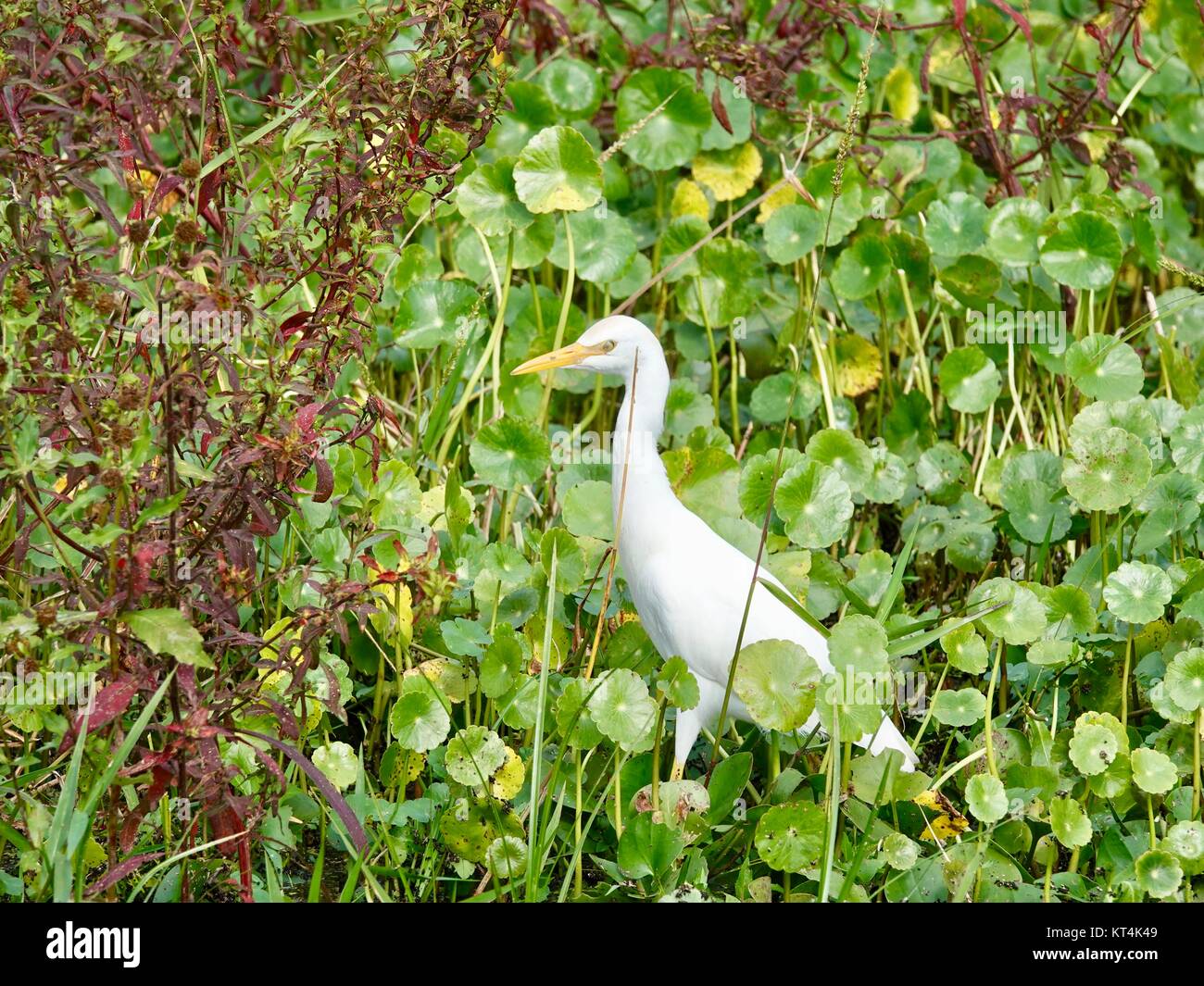 Cattle egret (Bubulcus ibis) in the swamp. Gainesville, Florida, USA ...