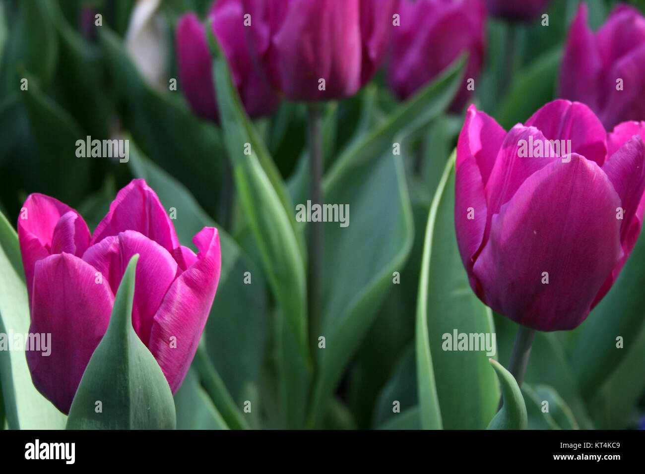 Fuchsia Tulips under the sun in the garden Stock Photo - Alamy