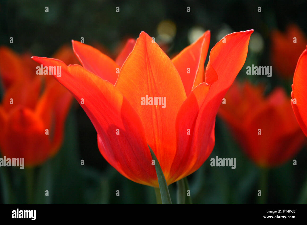 Multiple tulip blooms hi-res stock photography and images - Alamy