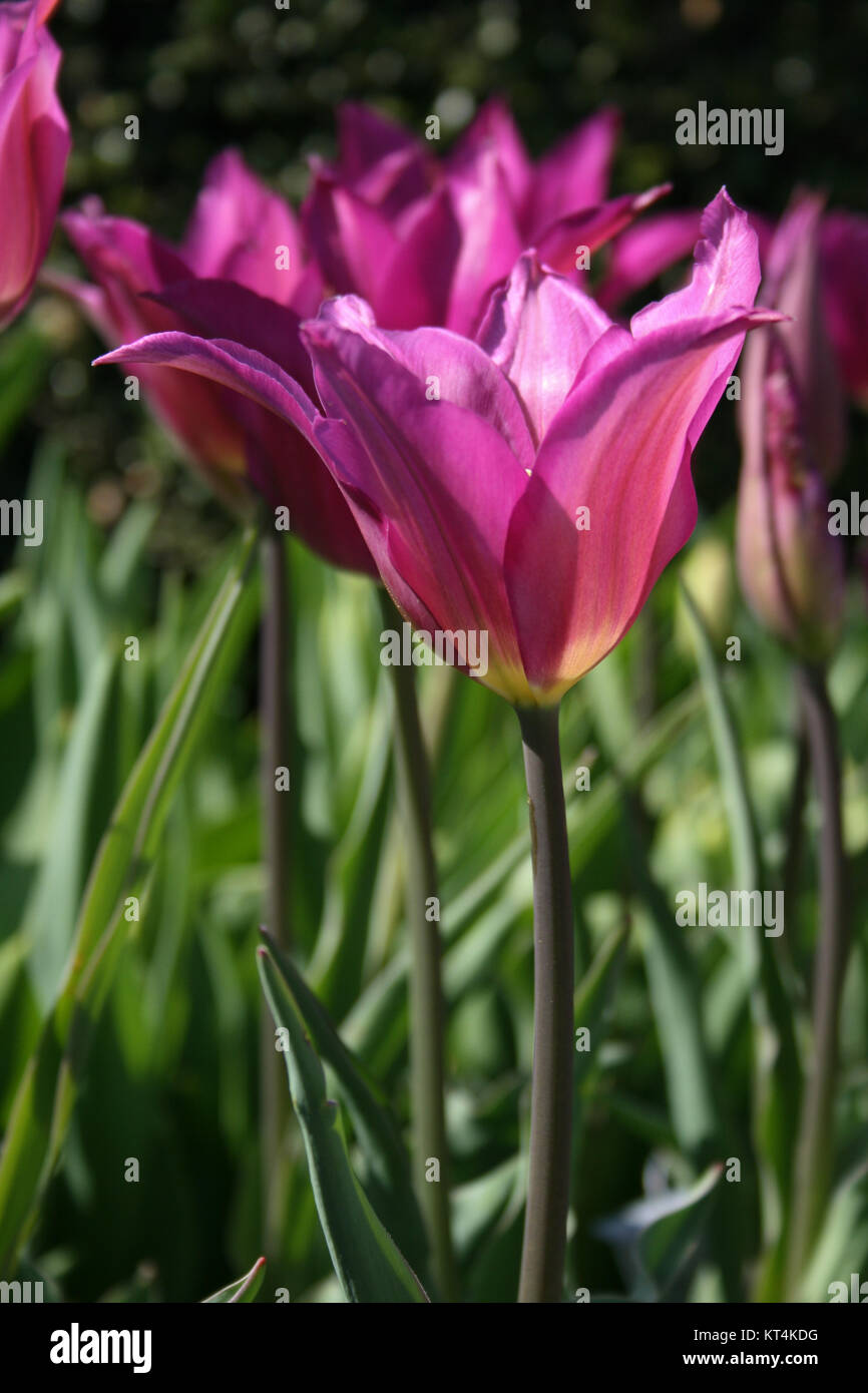 Garden of blooming fuchsia tulips lit by the sun Stock Photo - Alamy