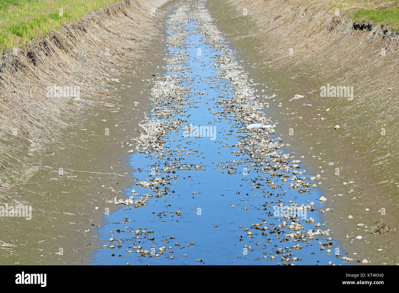 an empty riverbed irrigation ditch without water Stock Photo - Alamy