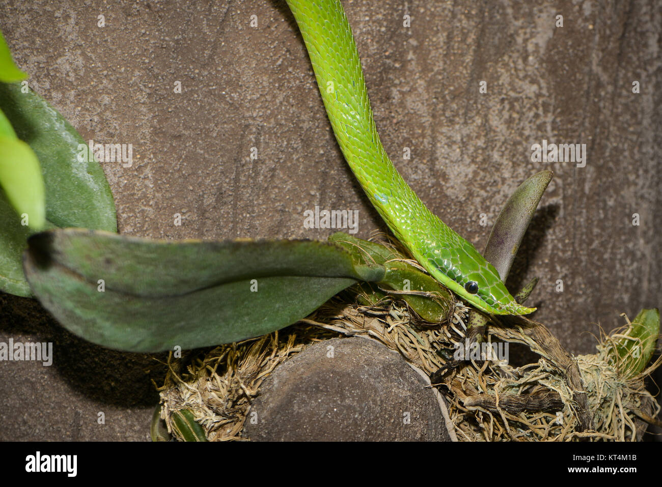 vietnamese long-nosed snake Stock Photo - Alamy