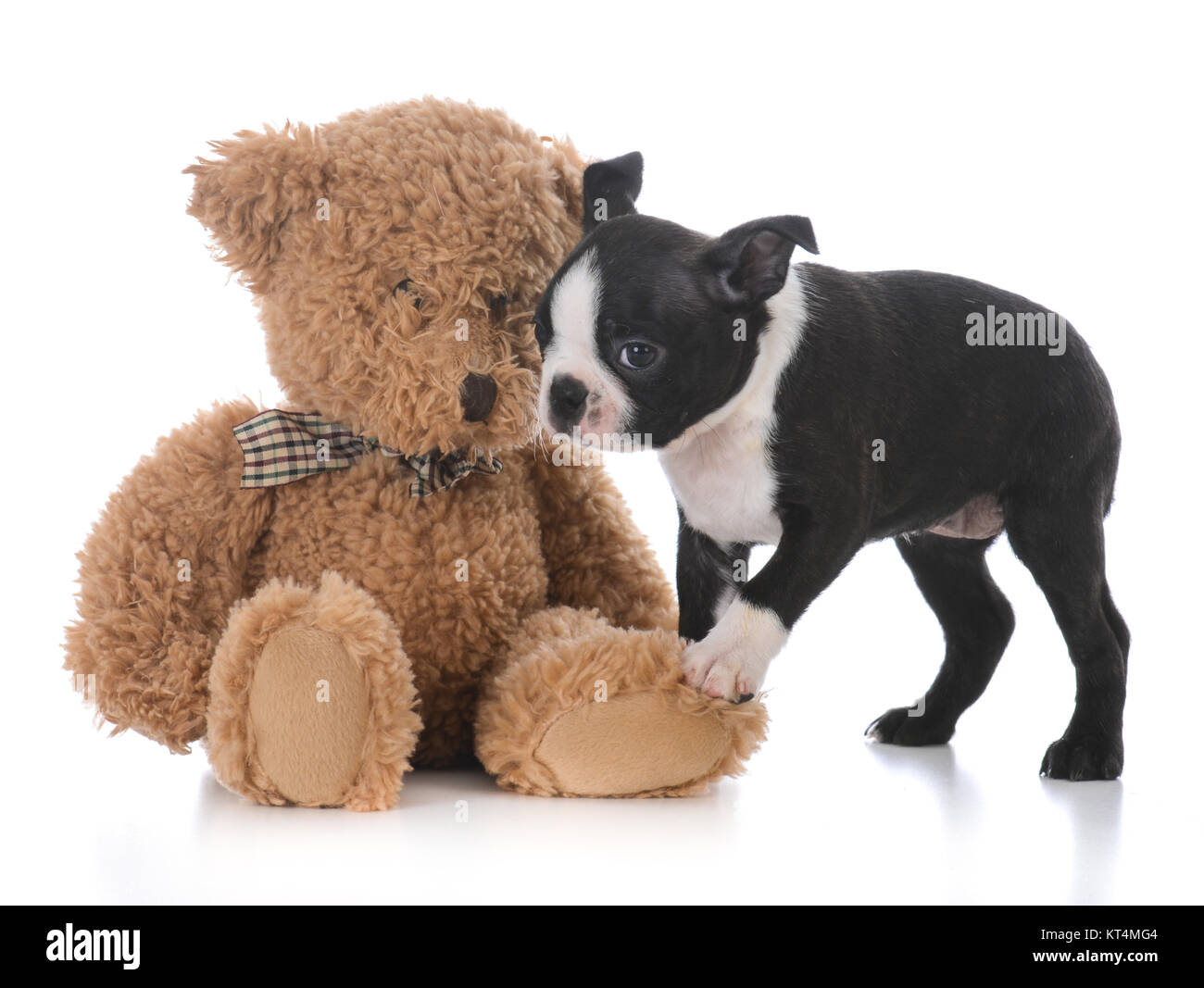 boston terrier puppy with stuffed teddy bear on white background Stock ...