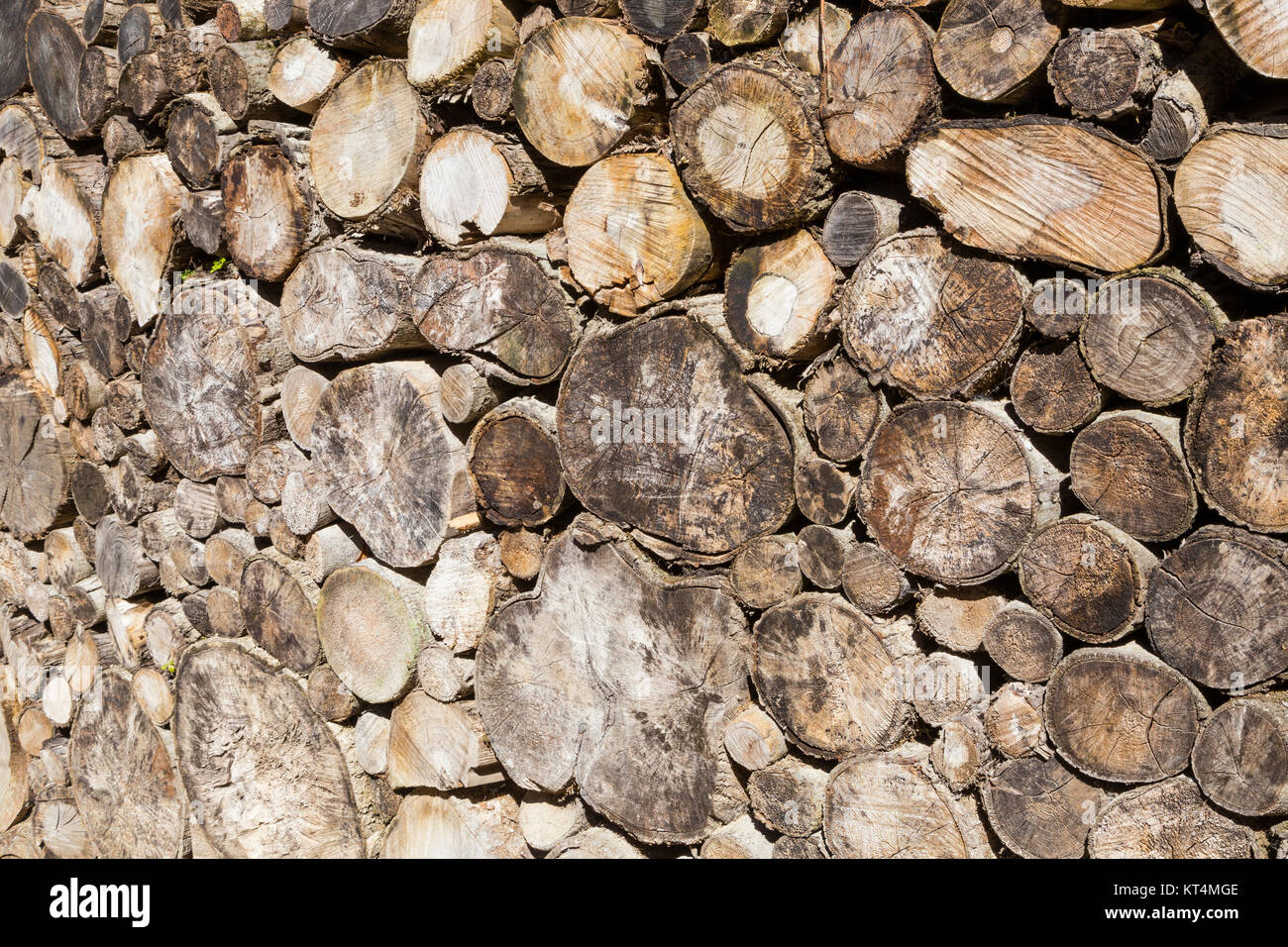 log background from round old wooden Stock Photo - Alamy