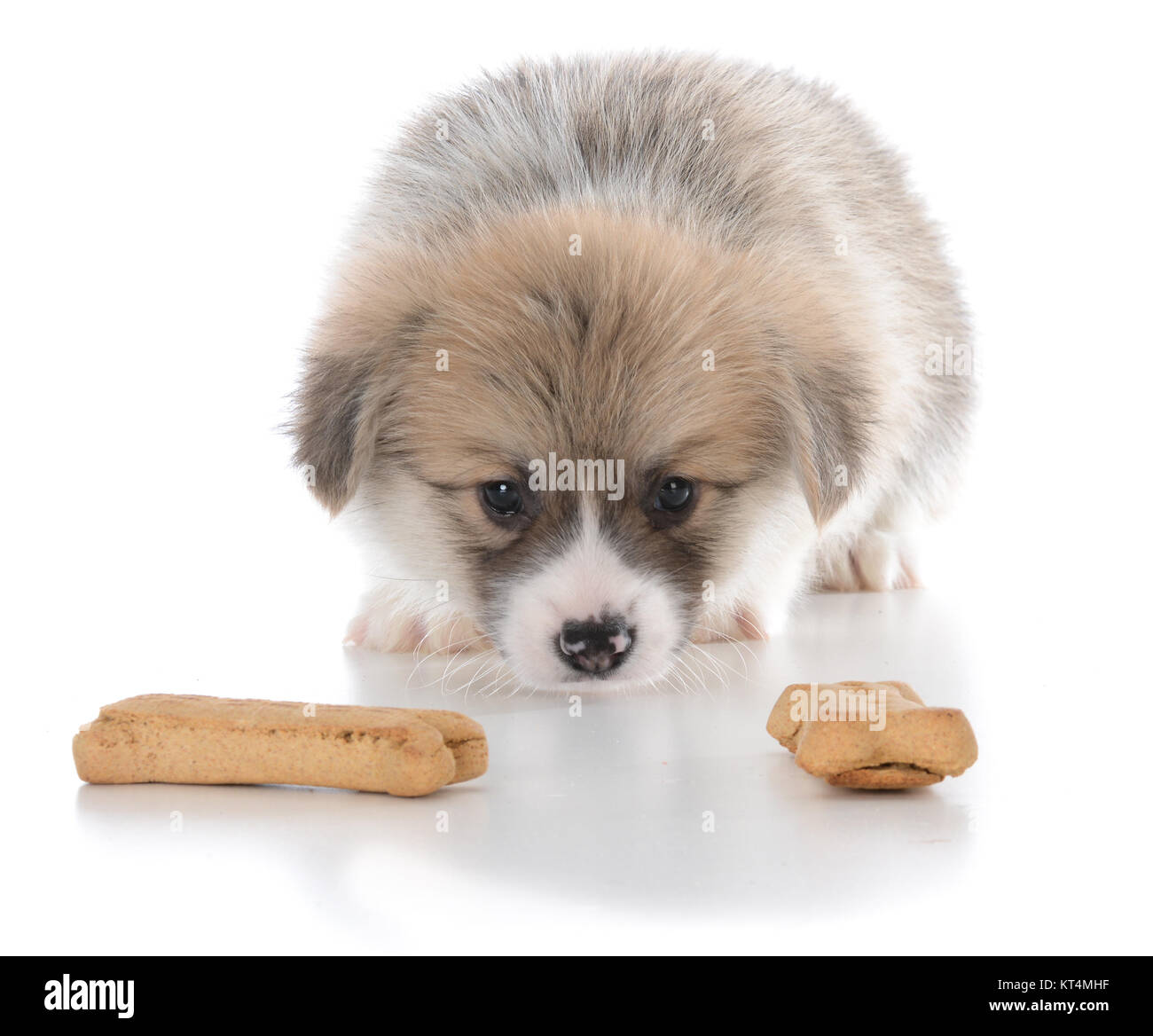 pembroke welsh corgi puppy with dog bone on white background Stock ...