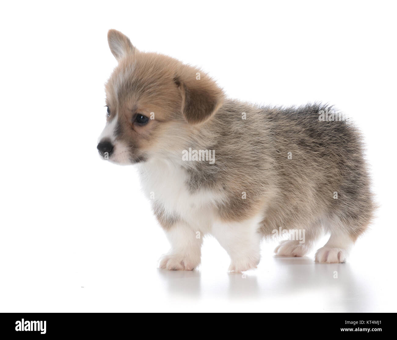 Corgi cute pet puppy Cut Out Stock Images & Pictures - Alamy