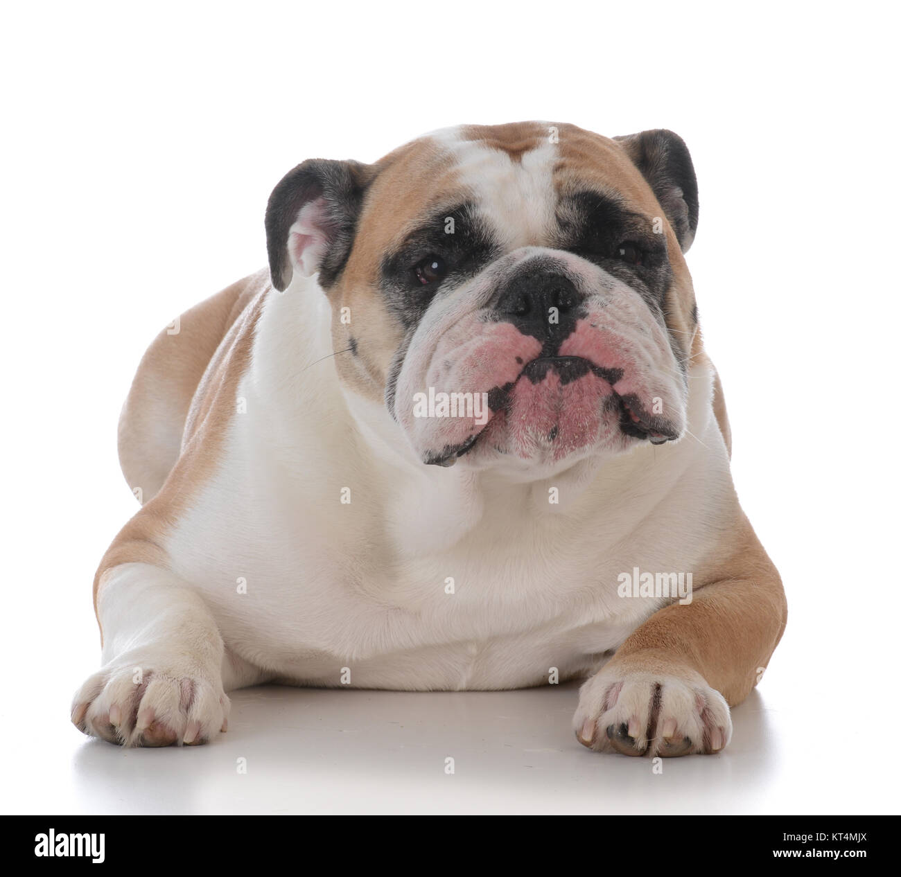 female english bulldog laying down on white background Stock Photo - Alamy