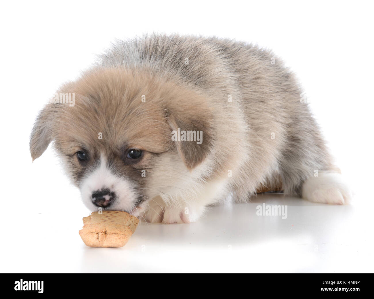 pembroke welsh corgi puppy with dog bone on white background Stock ...