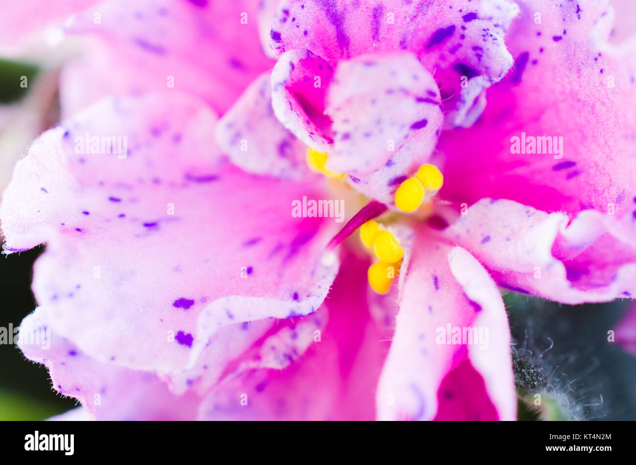 The Texture of Beautiful Flower Close Up Stock Photo - Alamy
