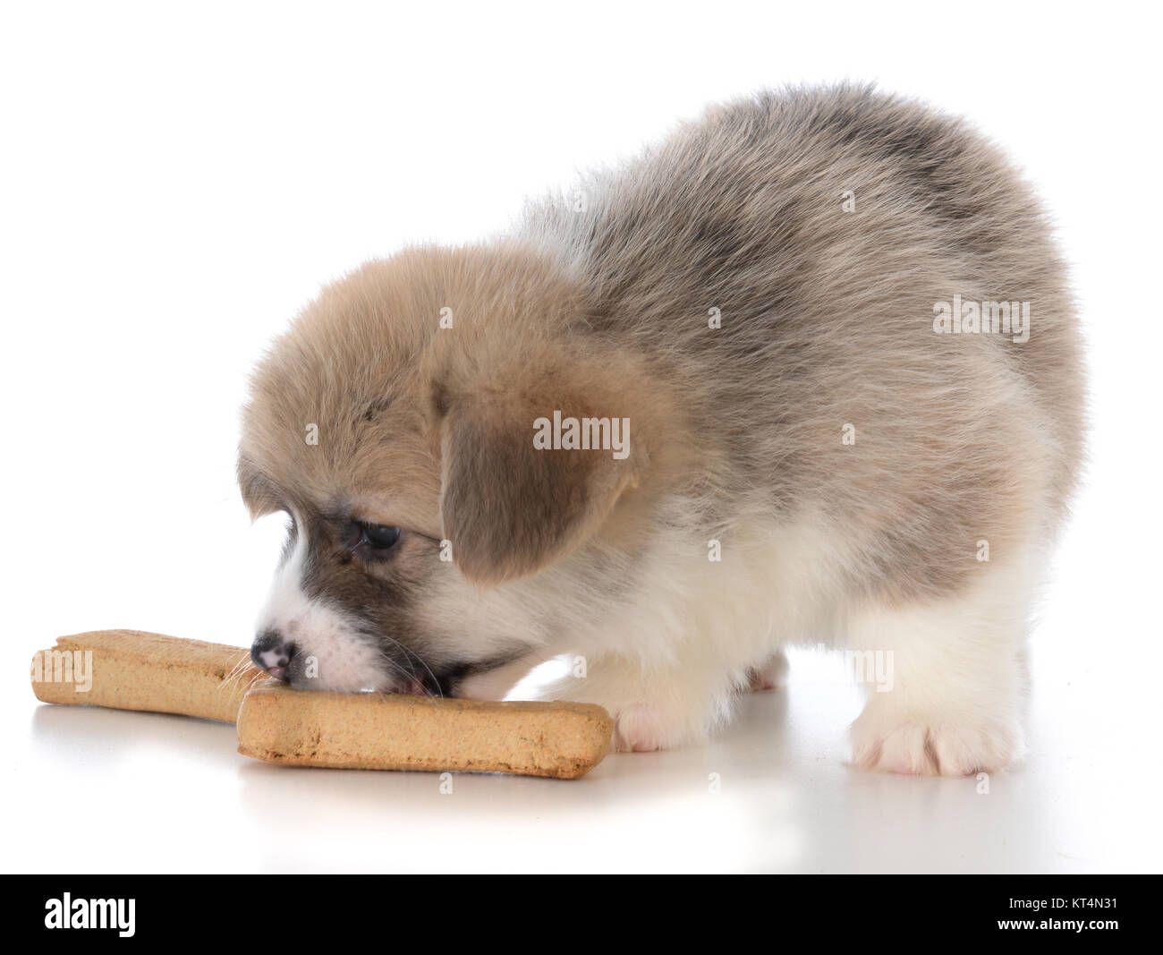 pembroke welsh corgi puppy with dog bone on white background Stock ...