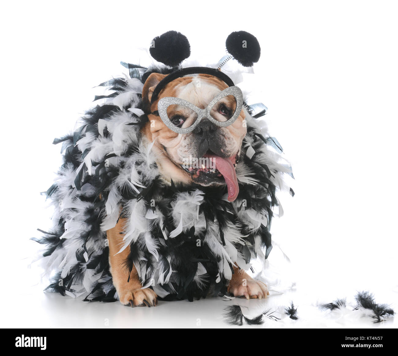 senior female bulldog dressed like a bird on white background Stock ...