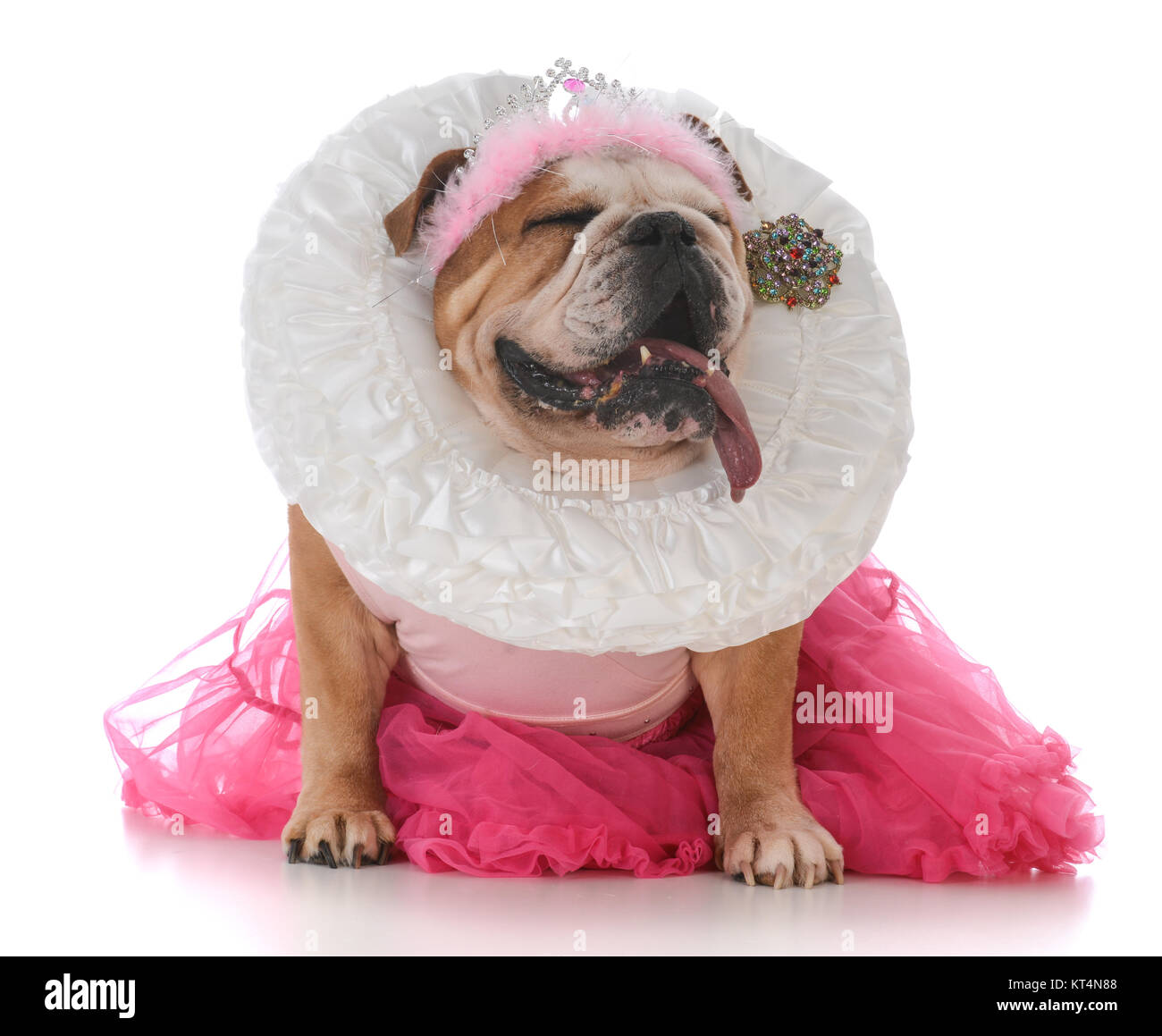 senior female bulldog dressed like a queen on white background Stock ...