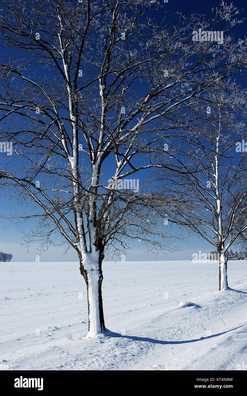Snow covered trees after winter storm Stock Photo - Alamy