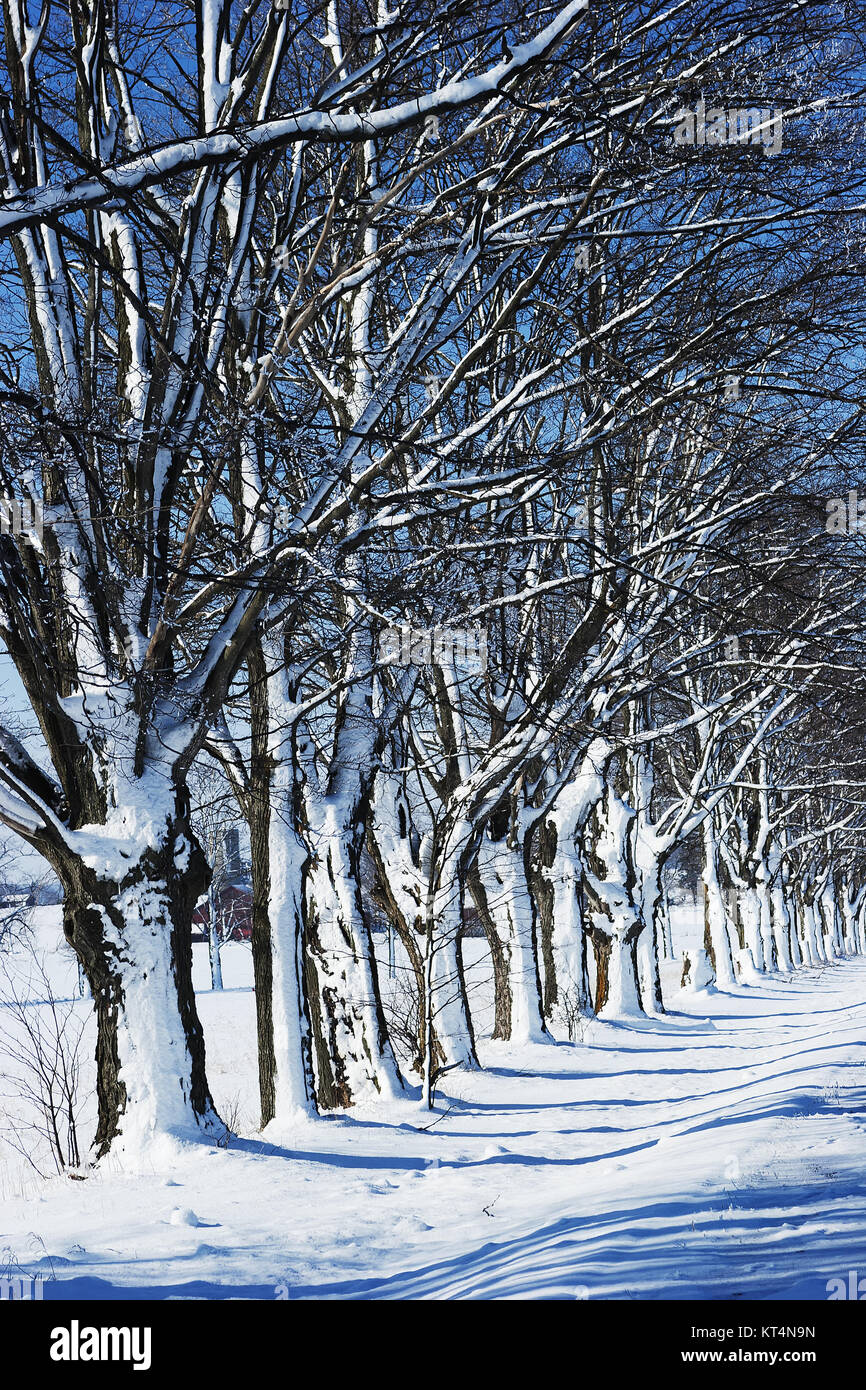 Snow covered trees after winter storm Stock Photo - Alamy