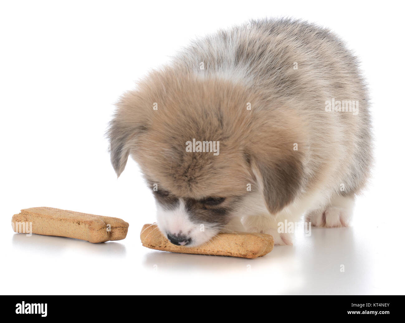 pembroke welsh corgi puppy with dog bone on white background Stock ...
