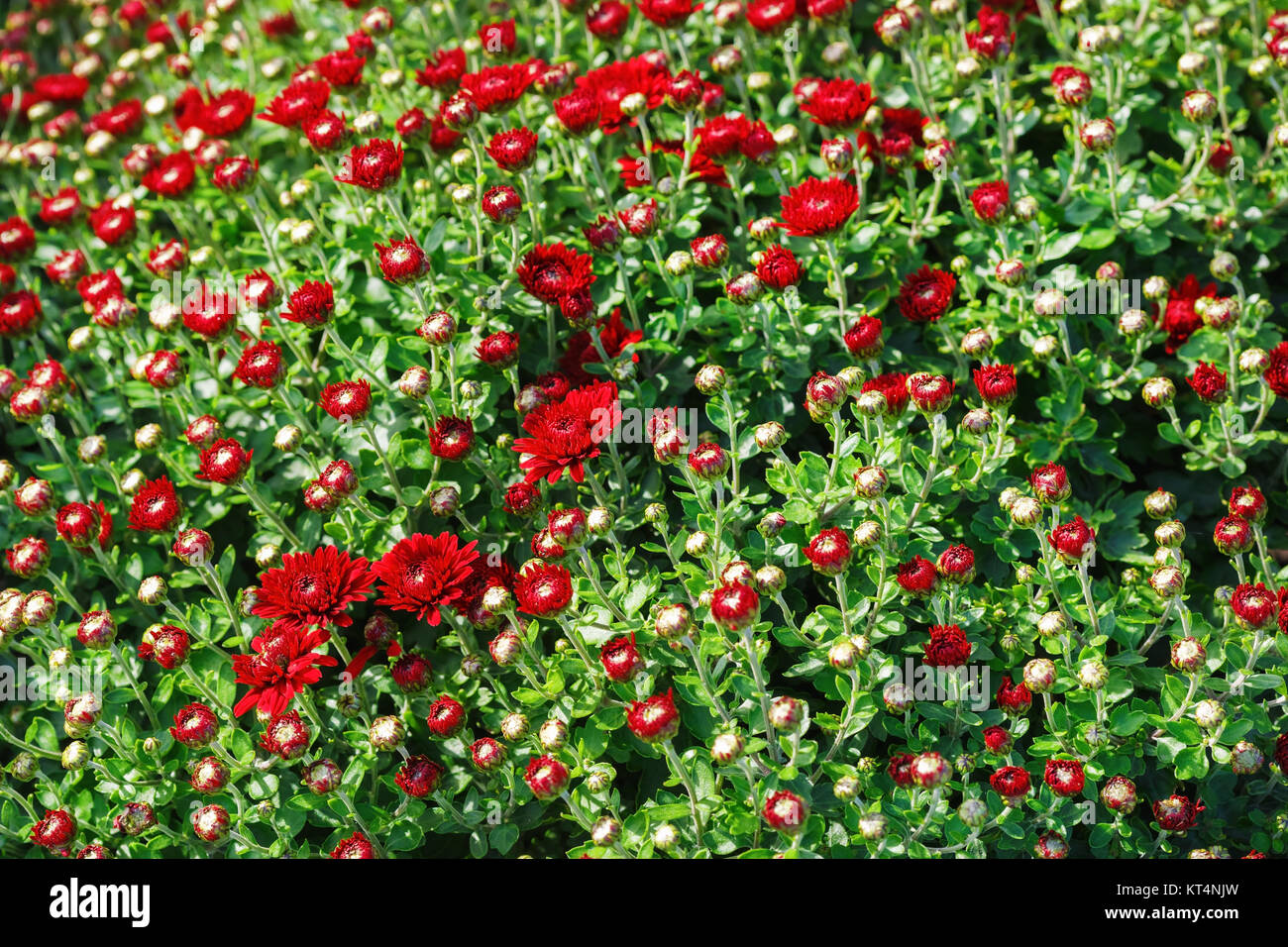 Many small red flowers Stock Photo - Alamy
