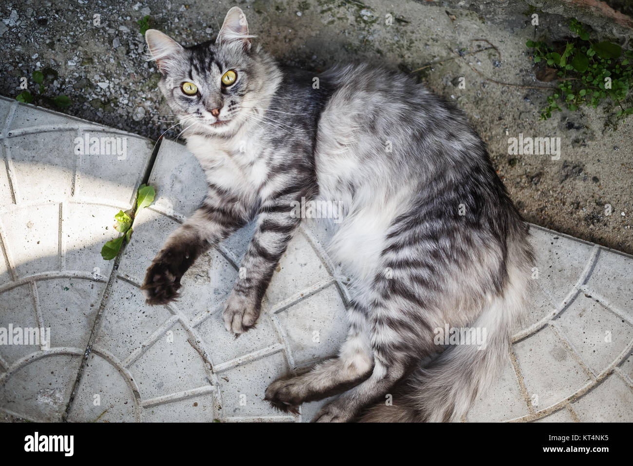Grey tabby cat Stock Photo - Alamy