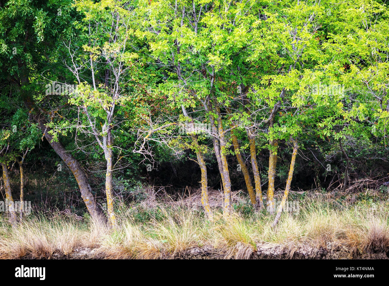 Trees with green leaves Stock Photo - Alamy