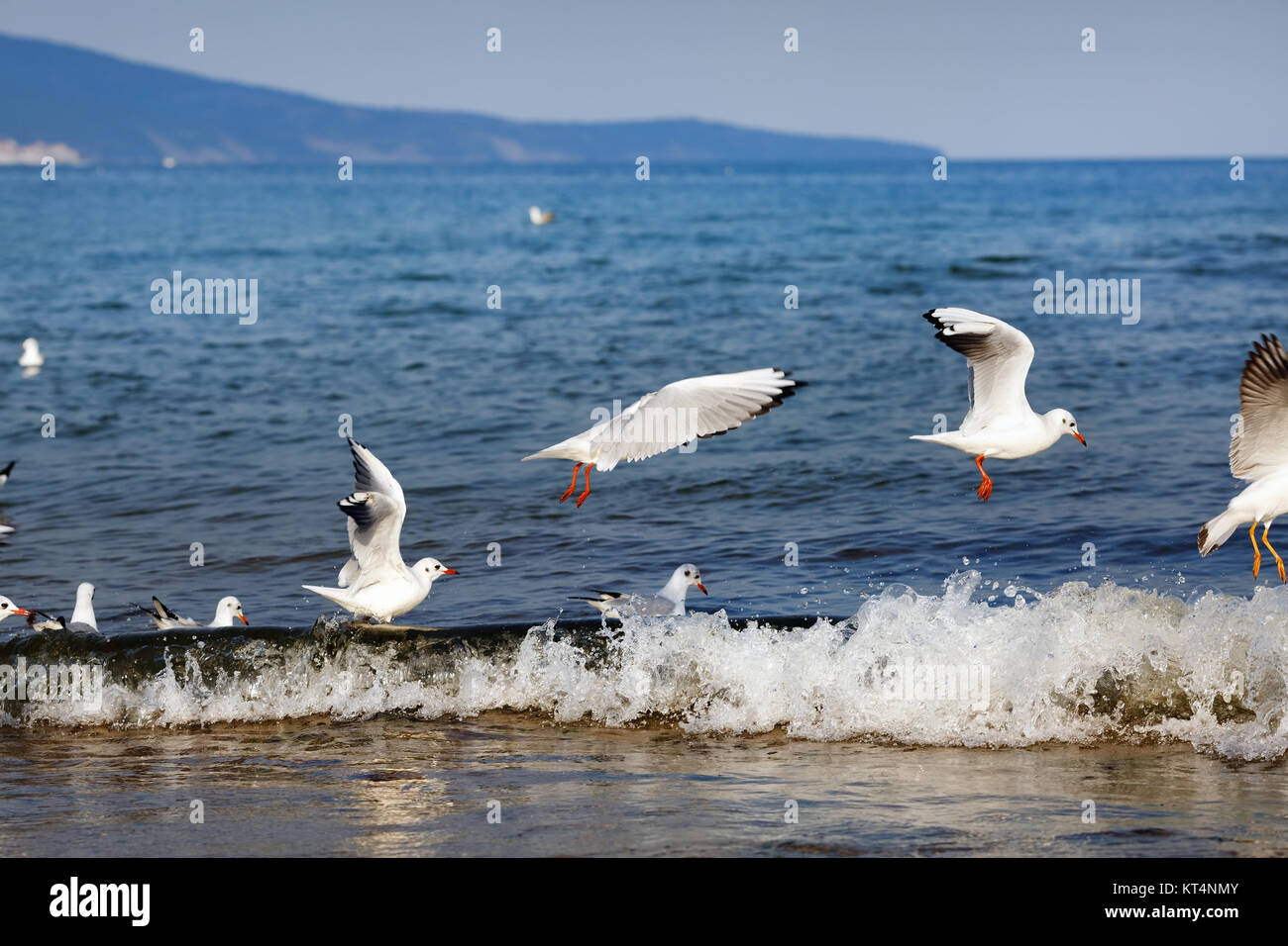 Seagulls over the sea waves Stock Photo - Alamy