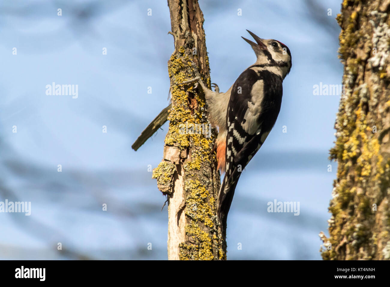 buntspecht (dendrocopus major Stock Photo - Alamy