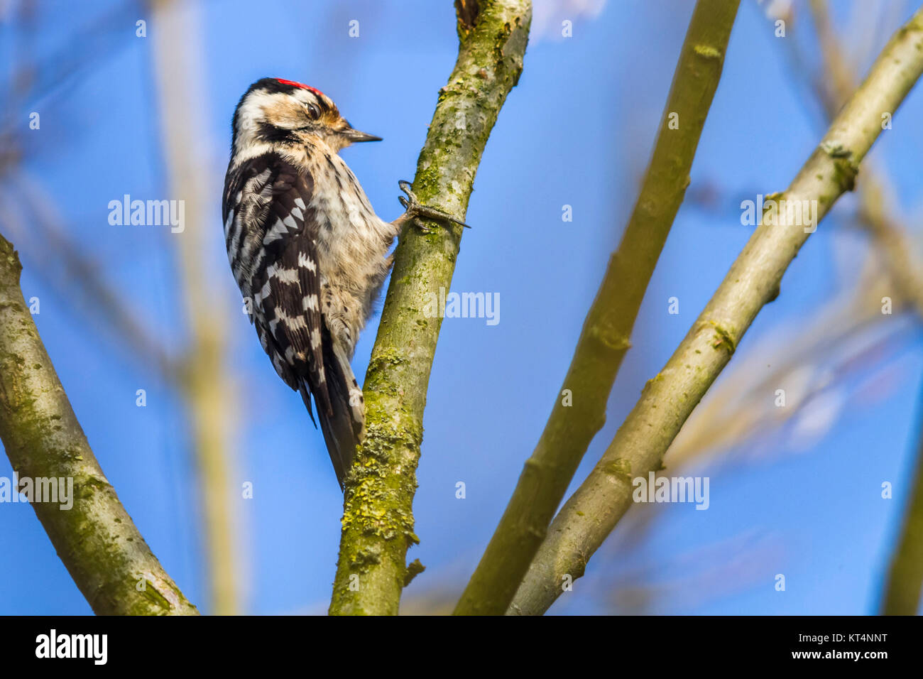 klein specht (dryobates minor Stock Photo - Alamy