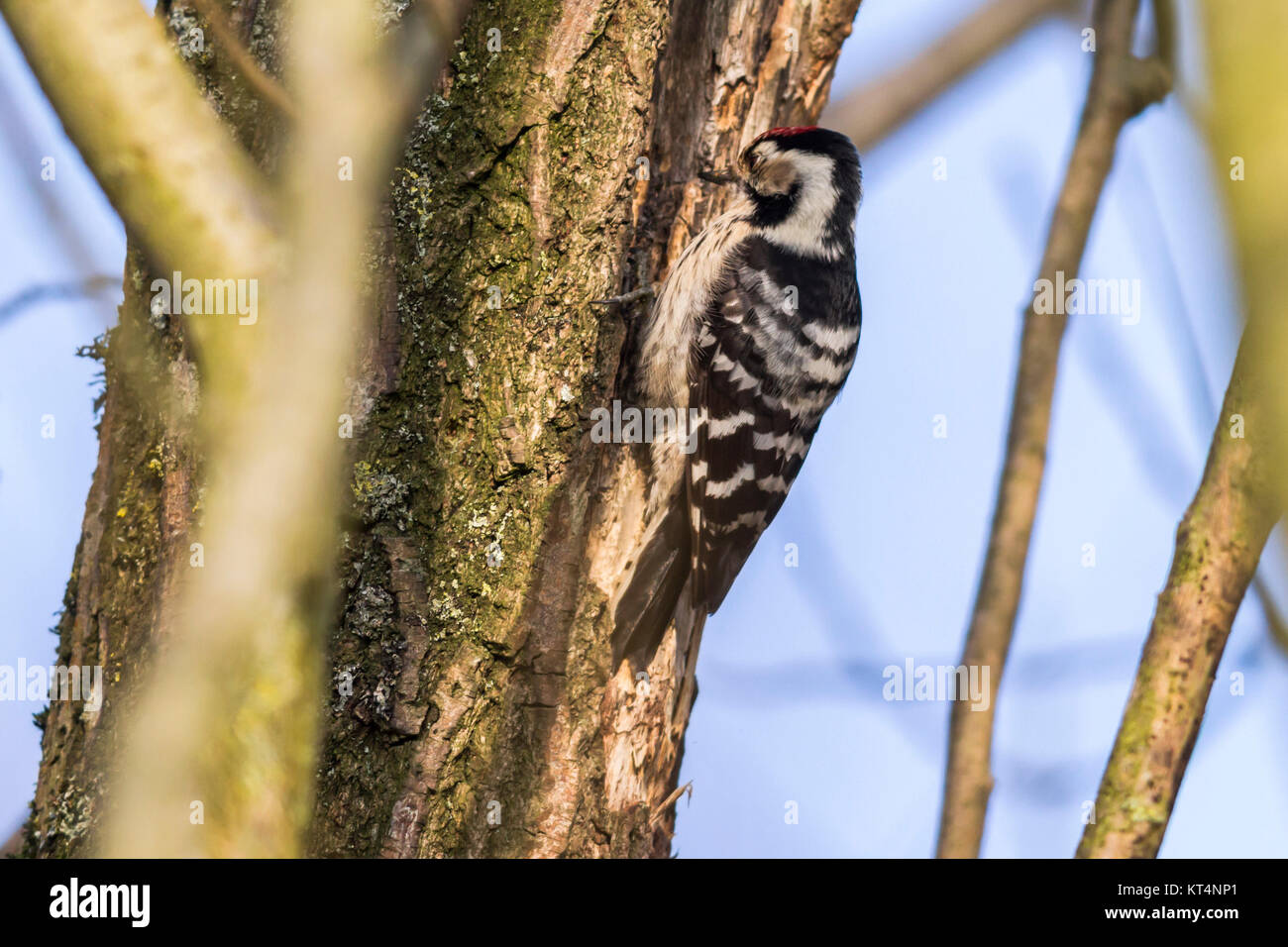 klein specht (dryobates minor Stock Photo - Alamy