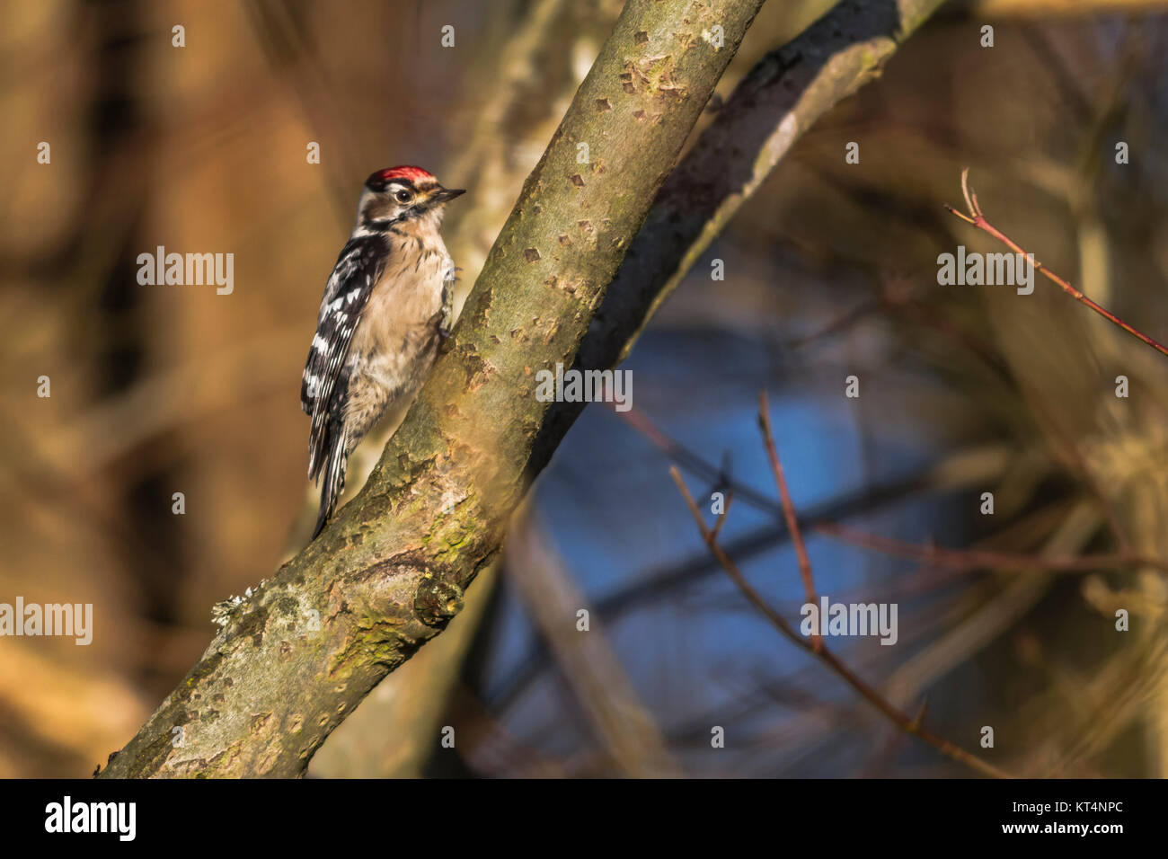 klein specht (dryobates minor Stock Photo - Alamy