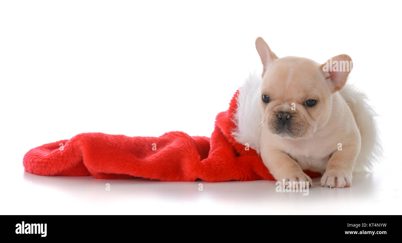 french bulldog inside a red christmas stocking on white background ...