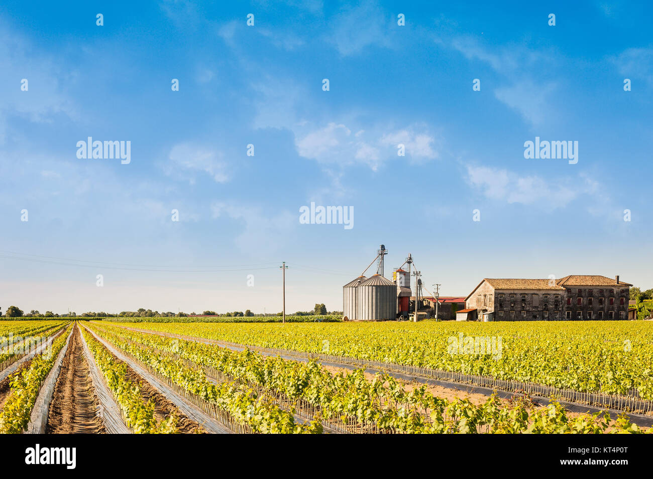 Rural landscape.Field on young vine. Silos and abandoned farm Stock ...