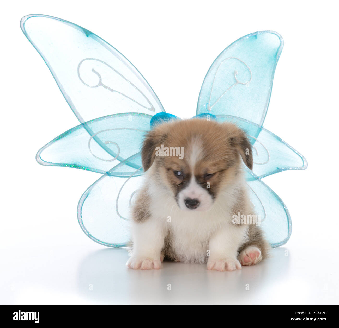 pembroke welsh corgi puppy with angel wings on white background Stock ...