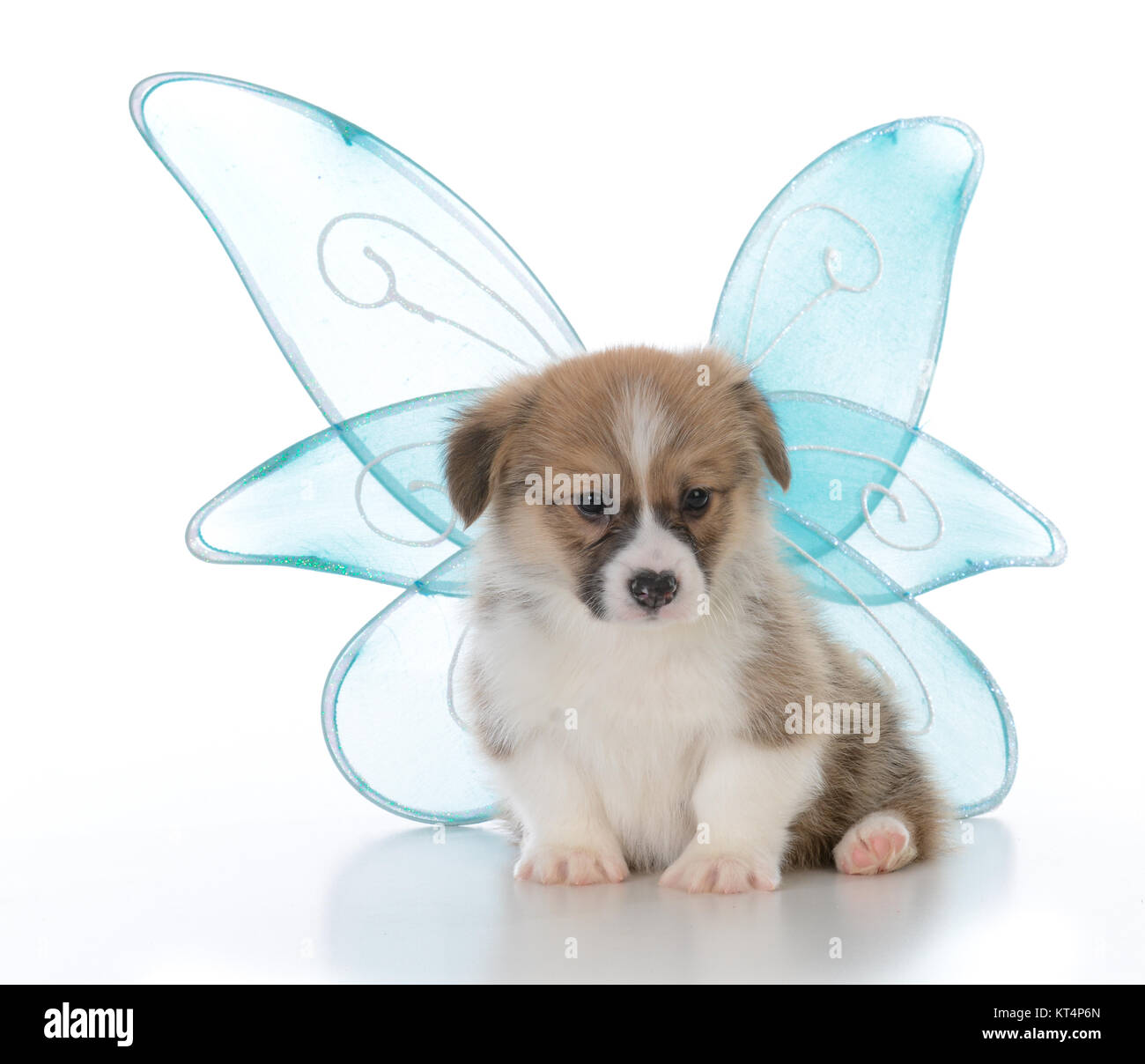 pembroke welsh corgi puppy with angel wings on white background Stock ...