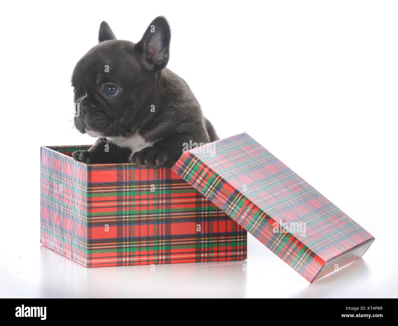five week old french bulldog in a gift box on white background Stock ...