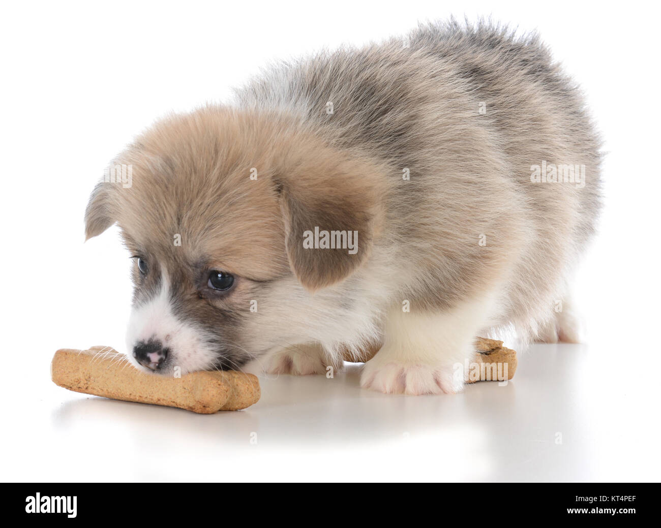 pembroke welsh corgi puppy with dog bone on white background Stock ...