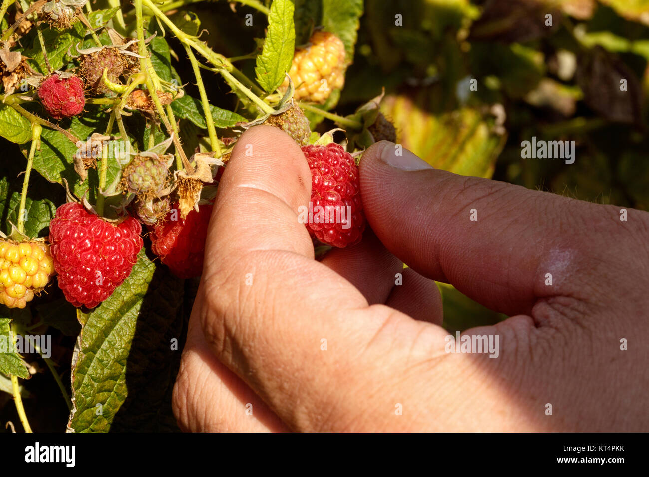 close up hand picking red ripe raspberries on a bush Stock Photo - Alamy